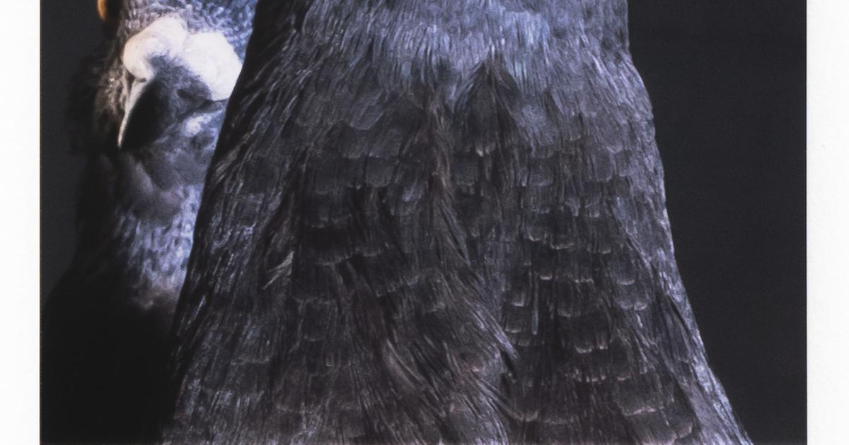 Rea Burton and Meg Porteous, Birds | Contemporary Hum